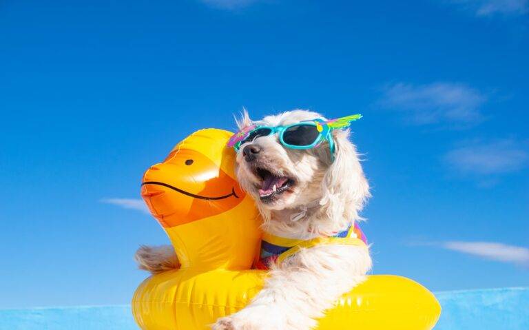 Tips For Keeping Your Dog Safe This Summer | Canine Country Club